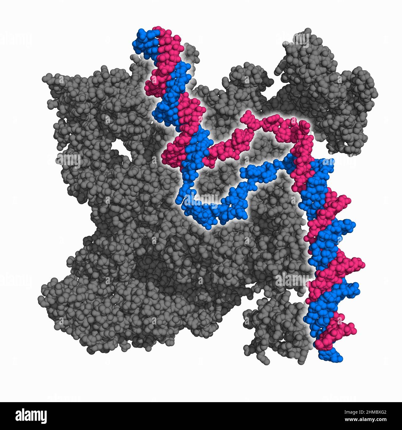 RNA polymerase with promoter DNA, molecular model Stock Photo - Alamy