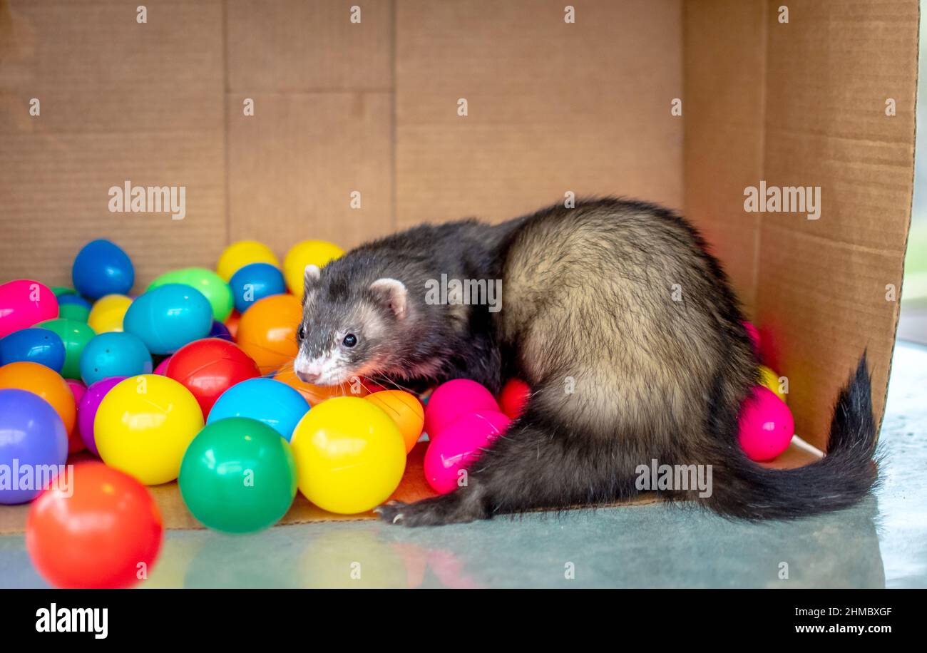 Young ferret playing in a box of colorful balls Stock Photo - Alamy