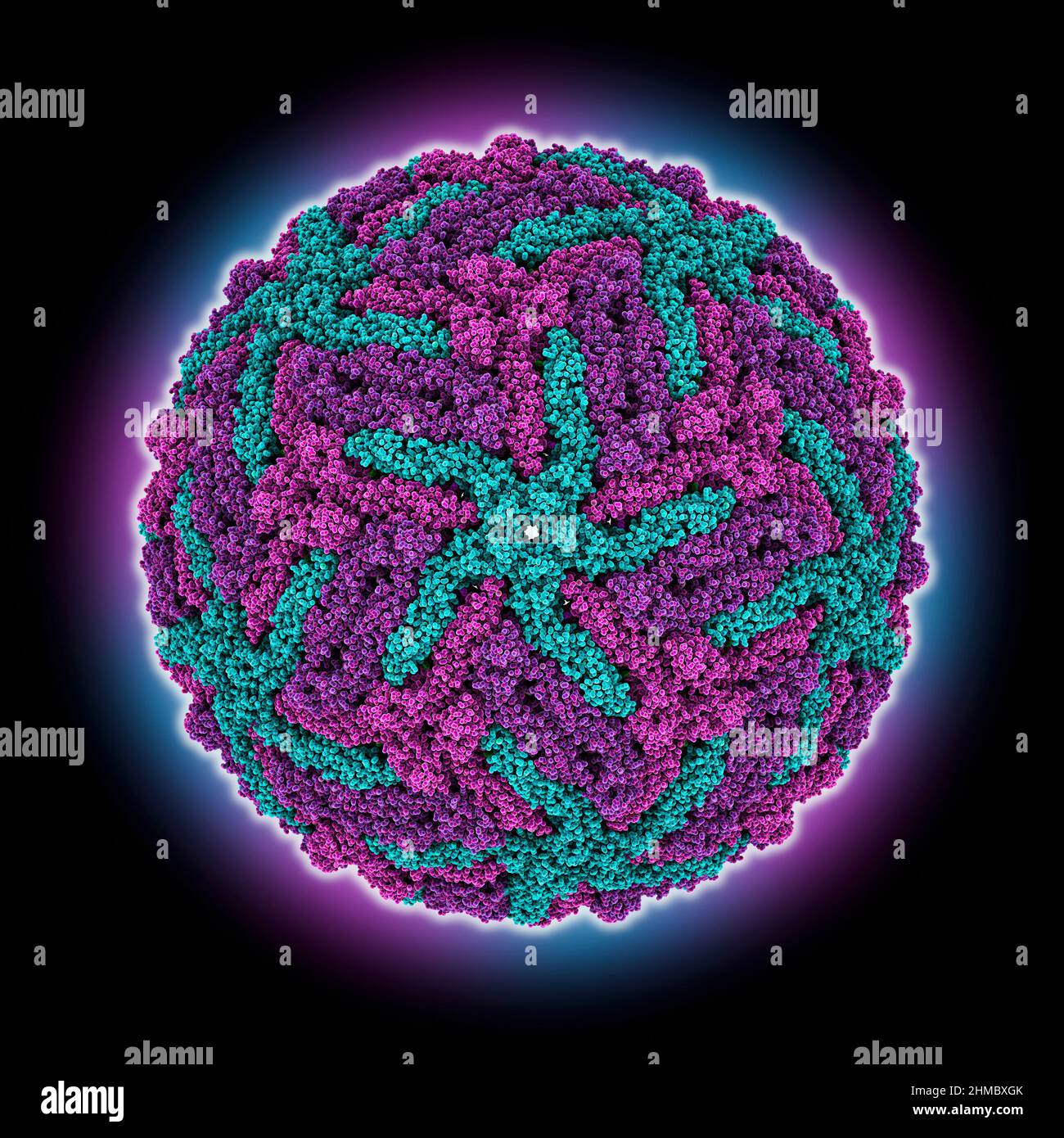 Usutu virus capsid, molecular model Stock Photo - Alamy