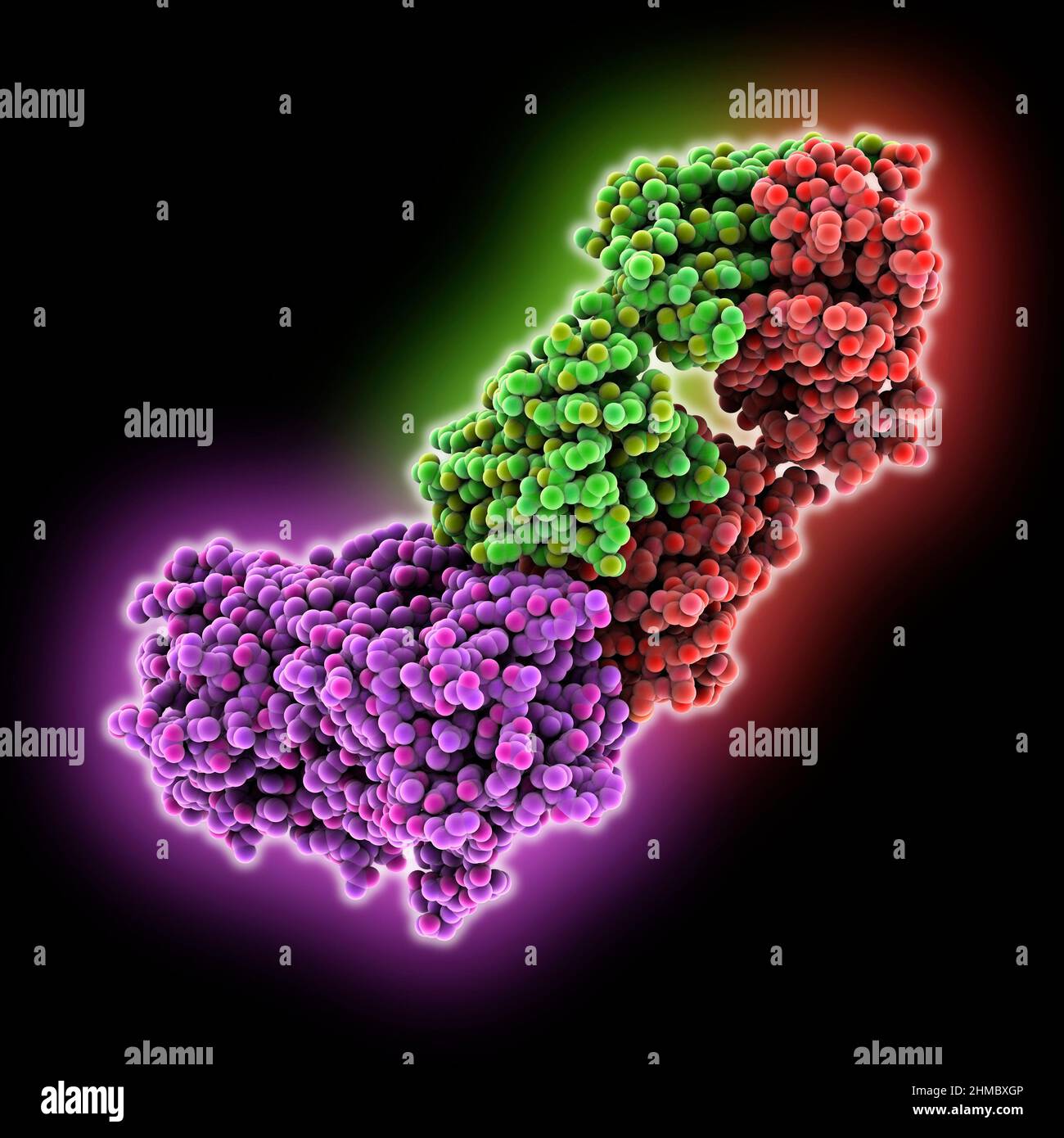 Tetanus neurotoxin complexed with antibody, molecular model Stock Photo ...