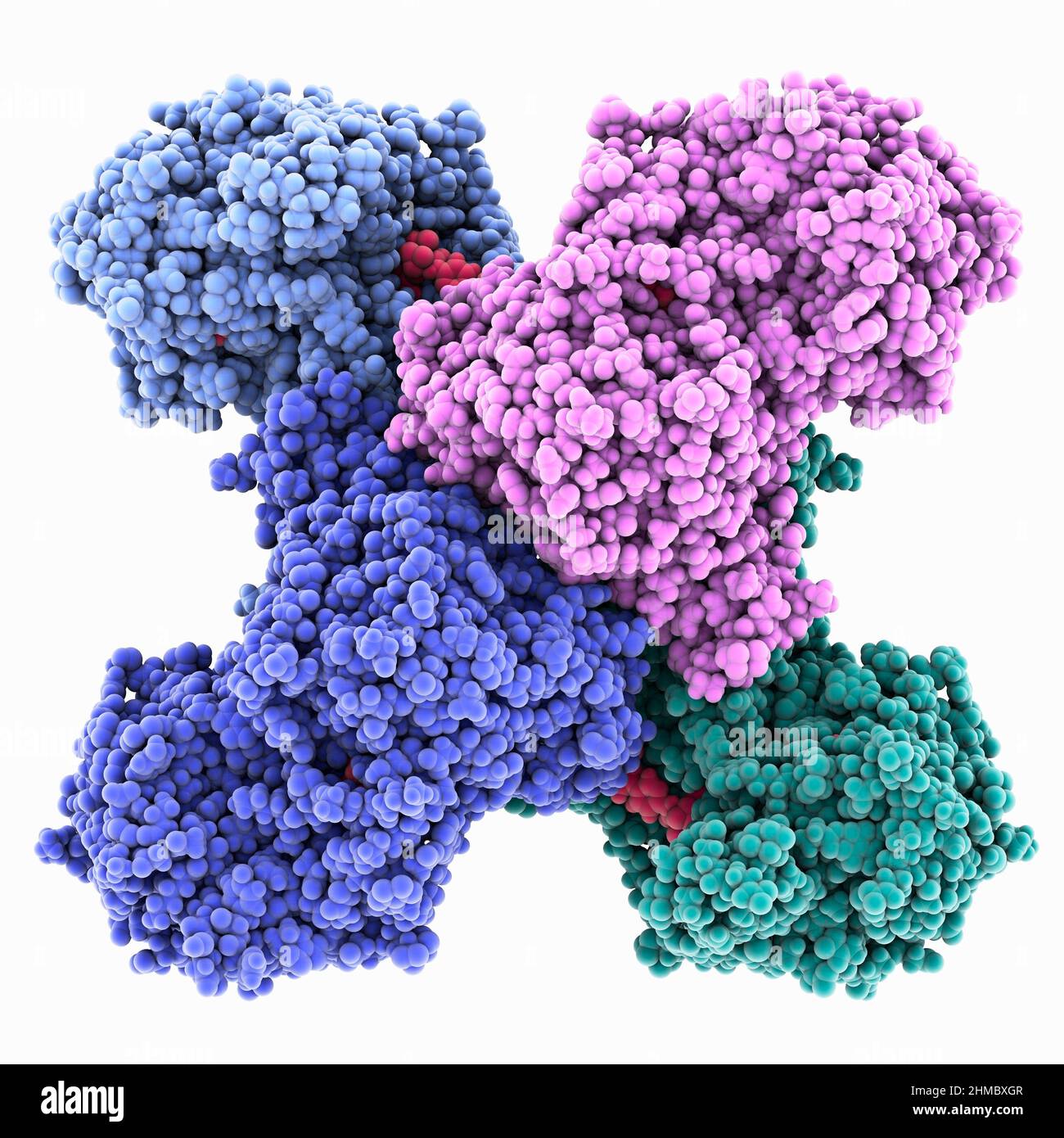 Human cytidine triphosphate synthase 1, molecular model Stock Photo - Alamy