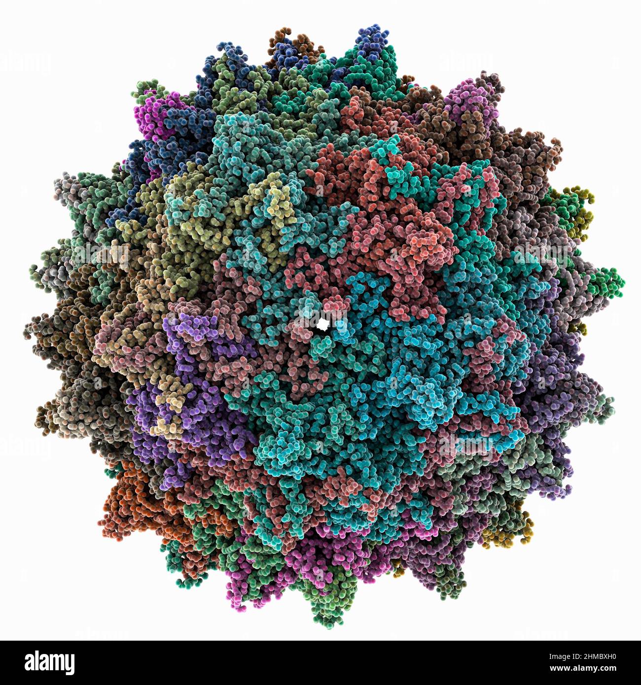 Adeno-associated virus 9 capsid, molecular model Stock Photo - Alamy Adeno-associated virus 9 capsid, molecular model Stock Photo - Alamy