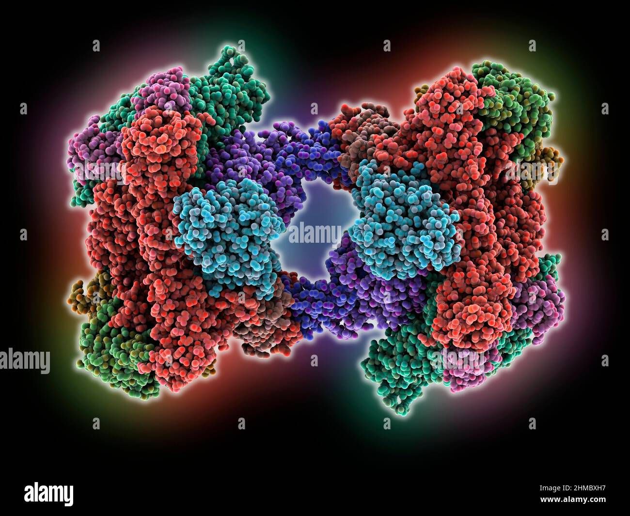 RNA polymerase II dimer, molecular model Stock Photo - Alamy