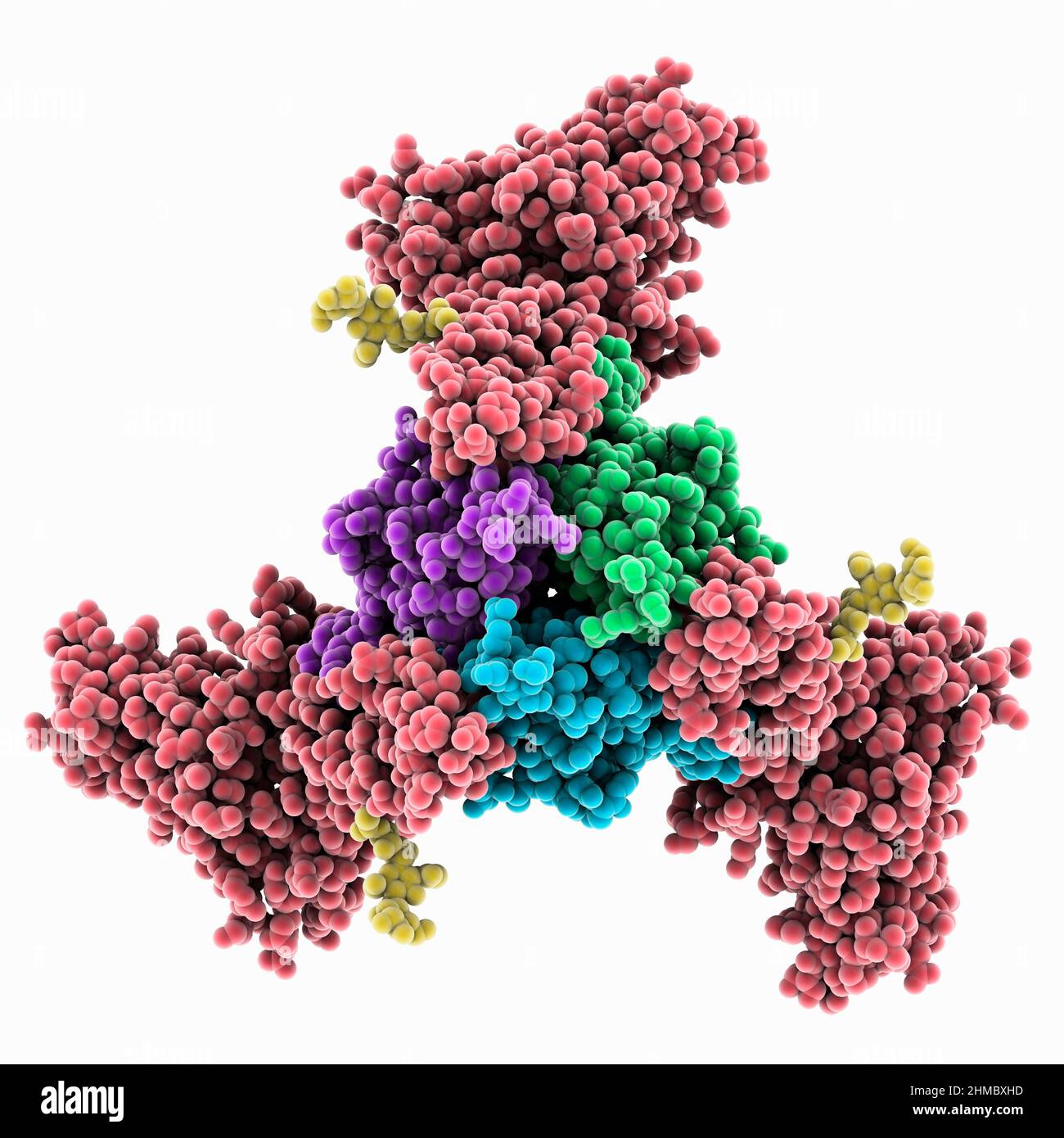 Tumour necrosis factor superfamily complex, molecular model Stock Photo ...
