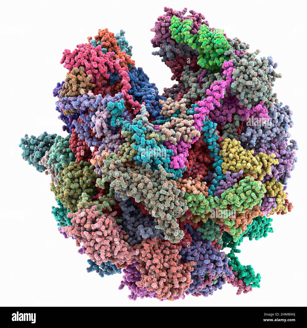 Human mitochondrial large subunit, molecular model Stock Photo - Alamy