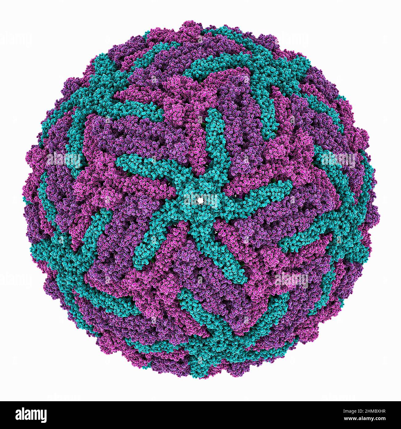 Usutu virus capsid, molecular model Stock Photo - Alamy Usutu virus capsid, molecular model Stock Photo - Alamy