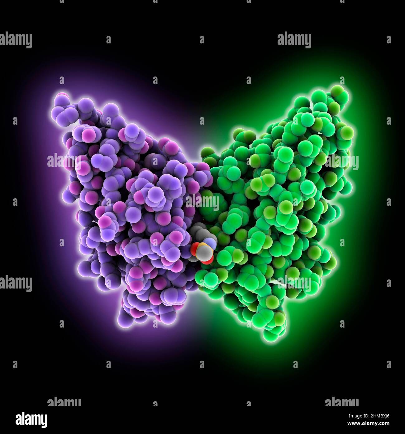 Programmed cell death ligand, molecular model Stock Photo - Alamy Programmed cell death ligand, molecular model Stock Photo - Alamy