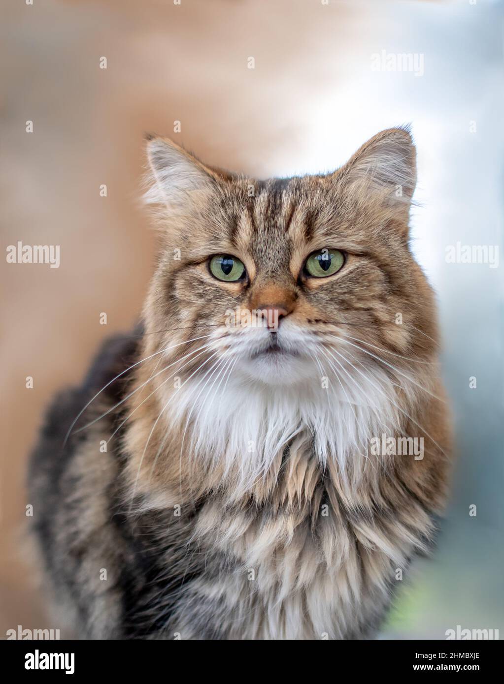 Portrait of a colorful calico cat against a studio colored background ...