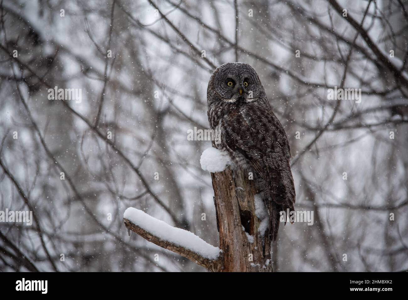 Oiseau chouette animal faune hi-res stock photography and images - Alamy