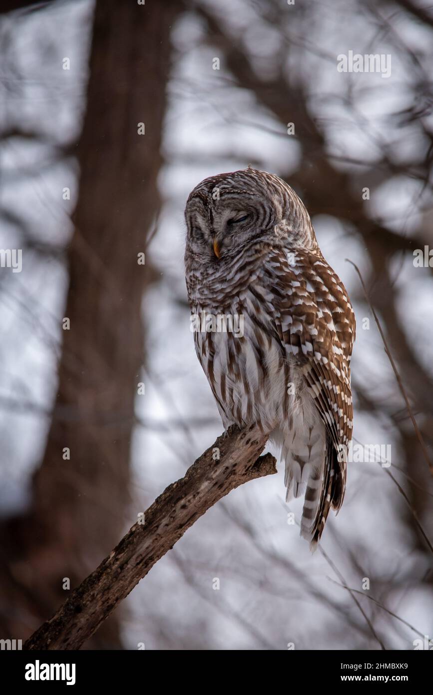 Oiseau chouette animal faune hi-res stock photography and images - Alamy