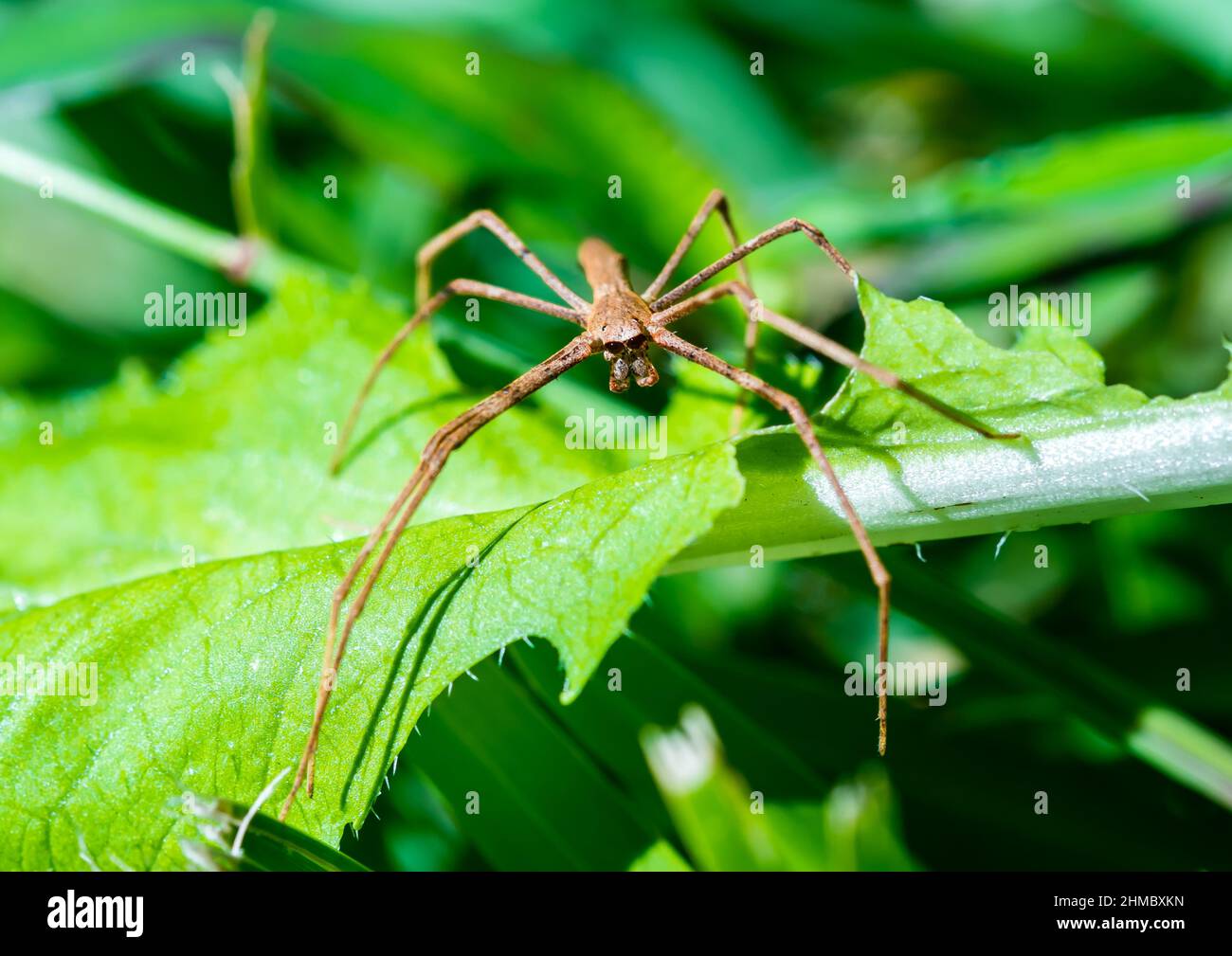 Rufous Net-casting spider in Australia Stock Photo - Alamy