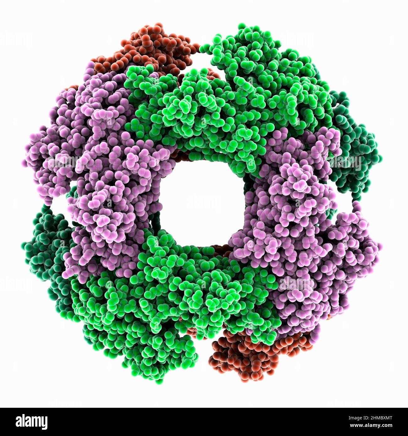 Rotavirus non-structural protein 2, molecular model Stock Photo - Alamy
