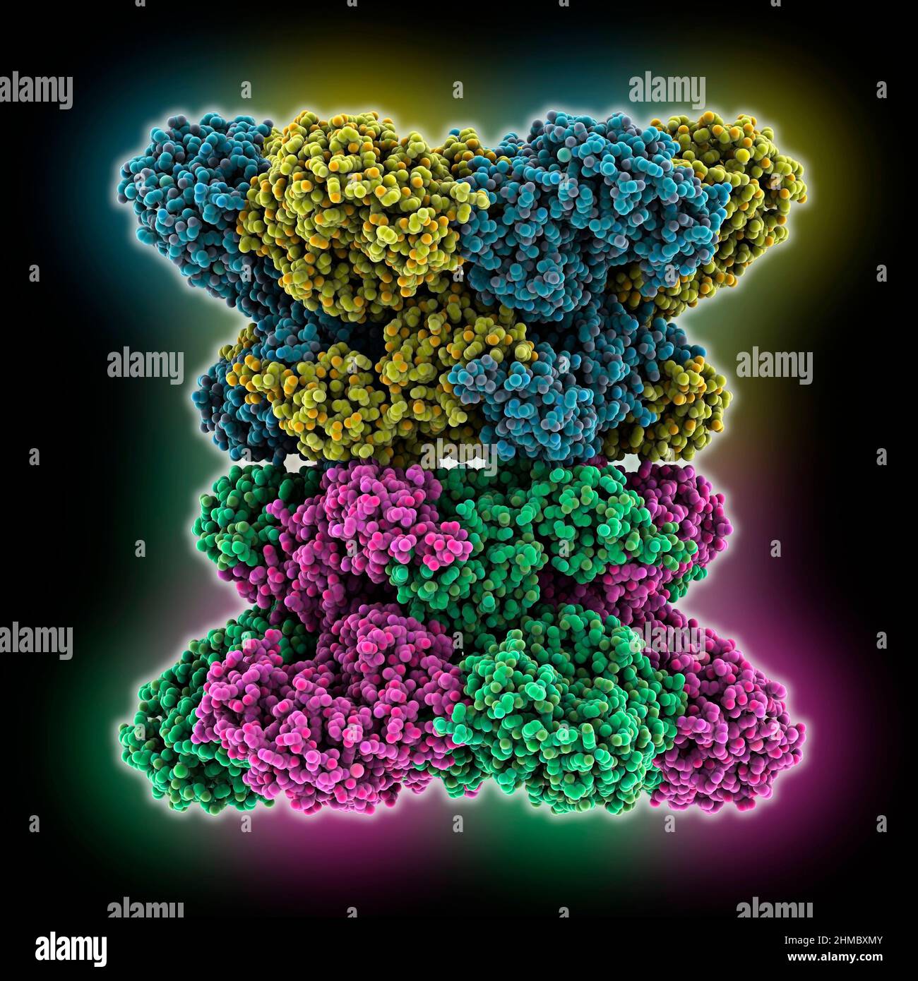 Human AAA ATPase p97, molecular model Stock Photo - Alamy