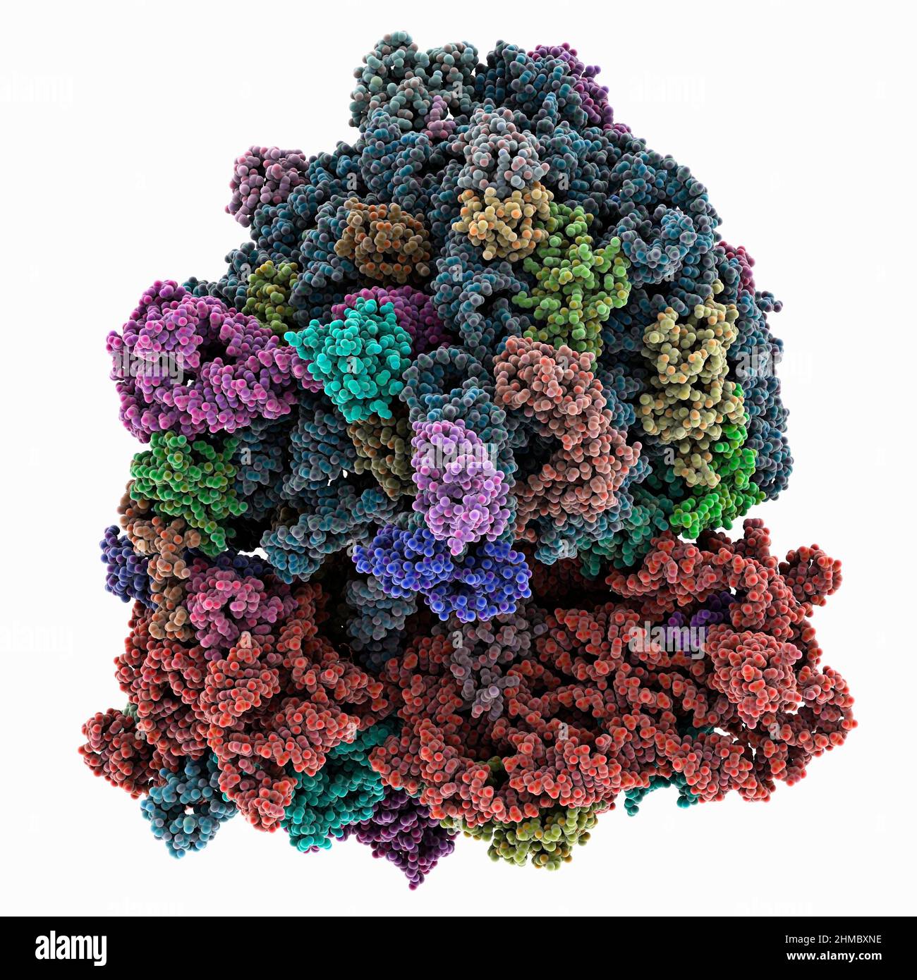 70S ribosome with tRNAs in hybrid state, molecular model Stock Photo ...