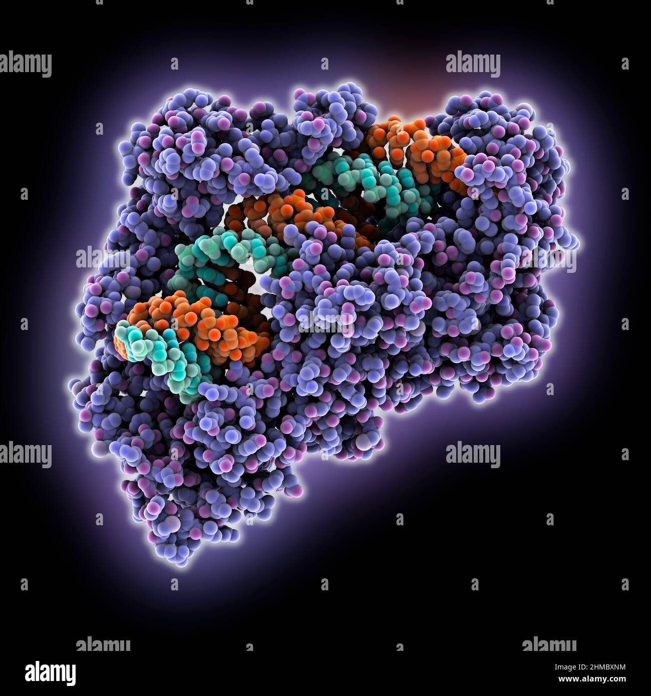 DCL3 complexed with RNA, molecular model Stock Photo - Alamy