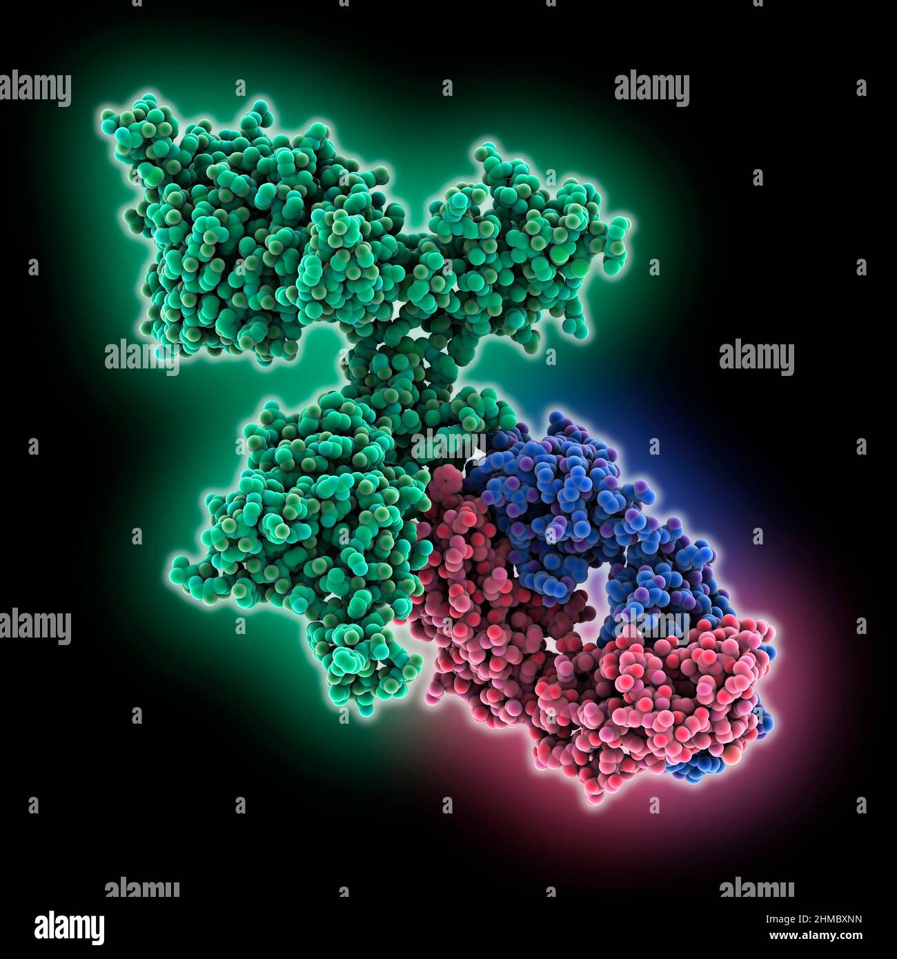 SARS-CoV-2 spike protein with antibody, molecular model Stock Photo - Alamy