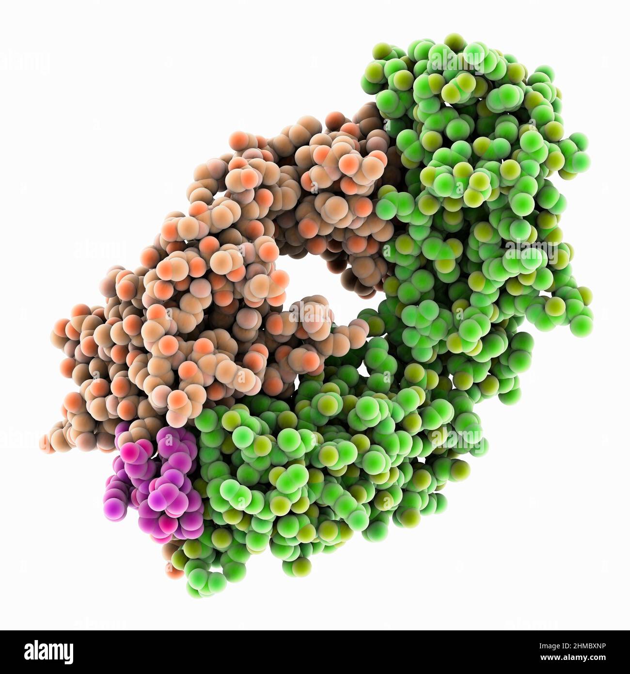 SARS-CoV-2 glycoprotein with antibody, molecular model Stock Photo - Alamy
