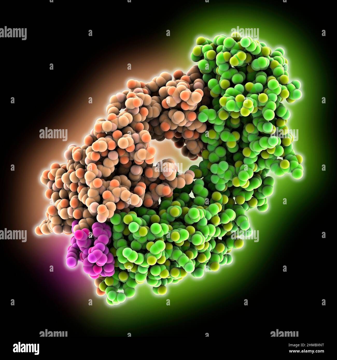 SARS-CoV-2 glycoprotein with antibody, molecular model Stock Photo - Alamy