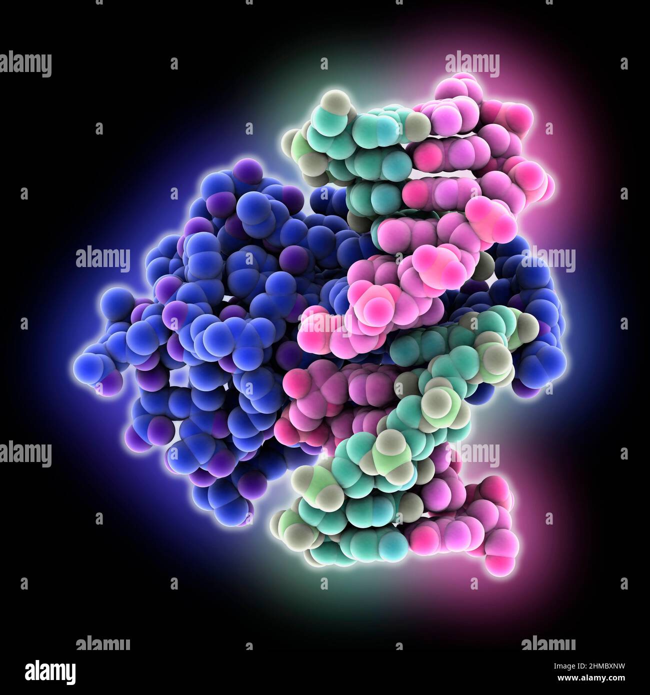 Human MBD2 complexed with DNA, molecular model Stock Photo - Alamy