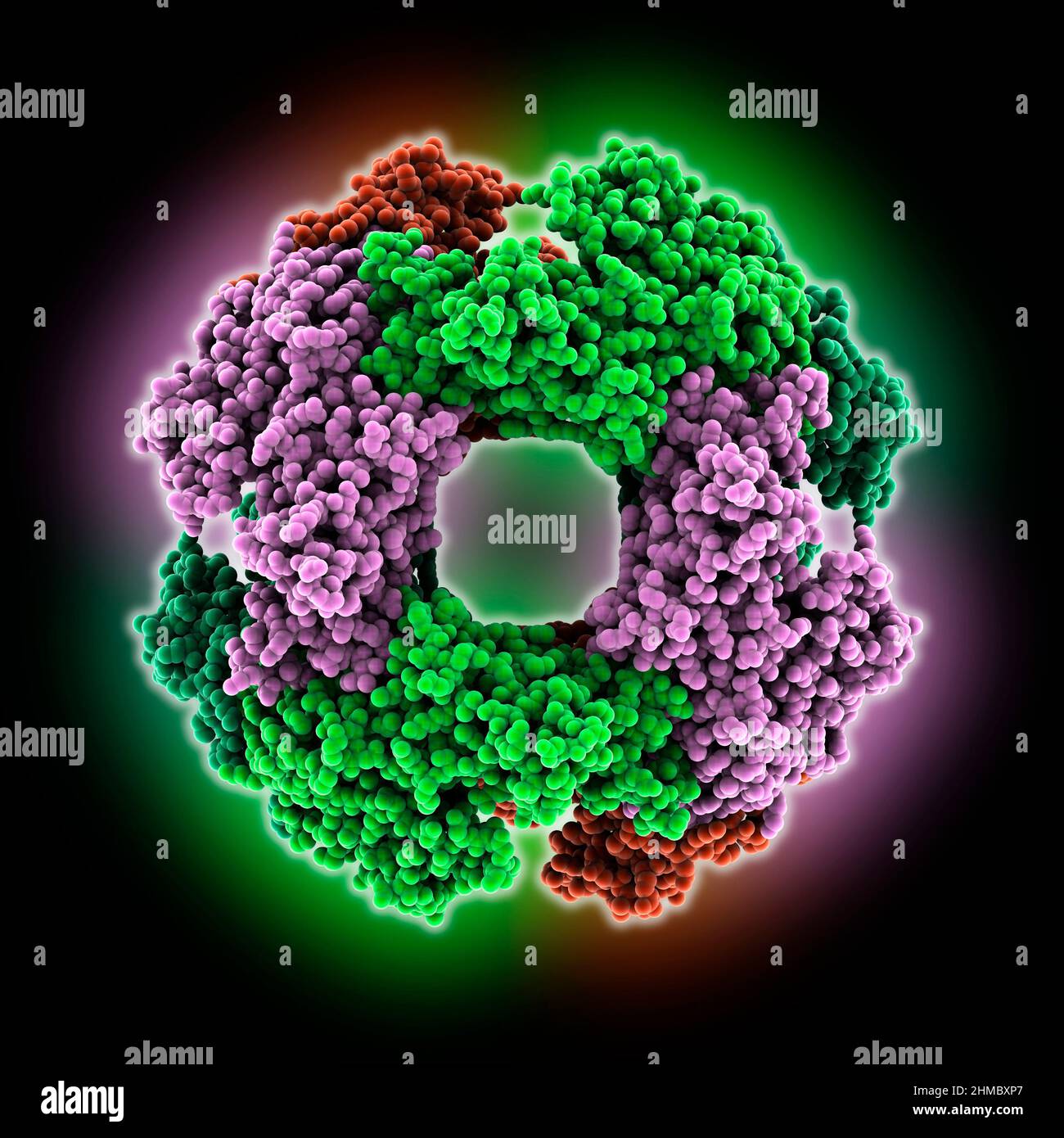 Rotavirus non-structural protein 2, molecular model Stock Photo - Alamy