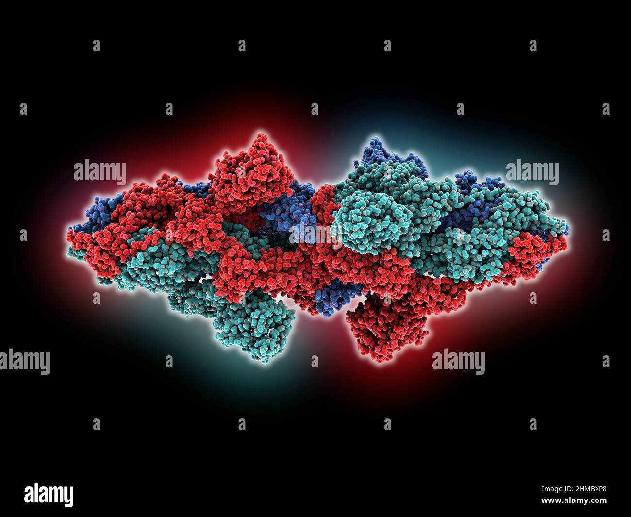 SARS-CoV-2 variant dimer of S trimer, molecular model Stock Photo - Alamy