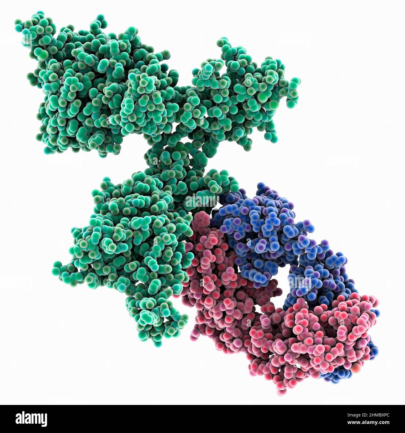 SARS-CoV-2 spike protein with antibody, molecular model Stock Photo - Alamy
