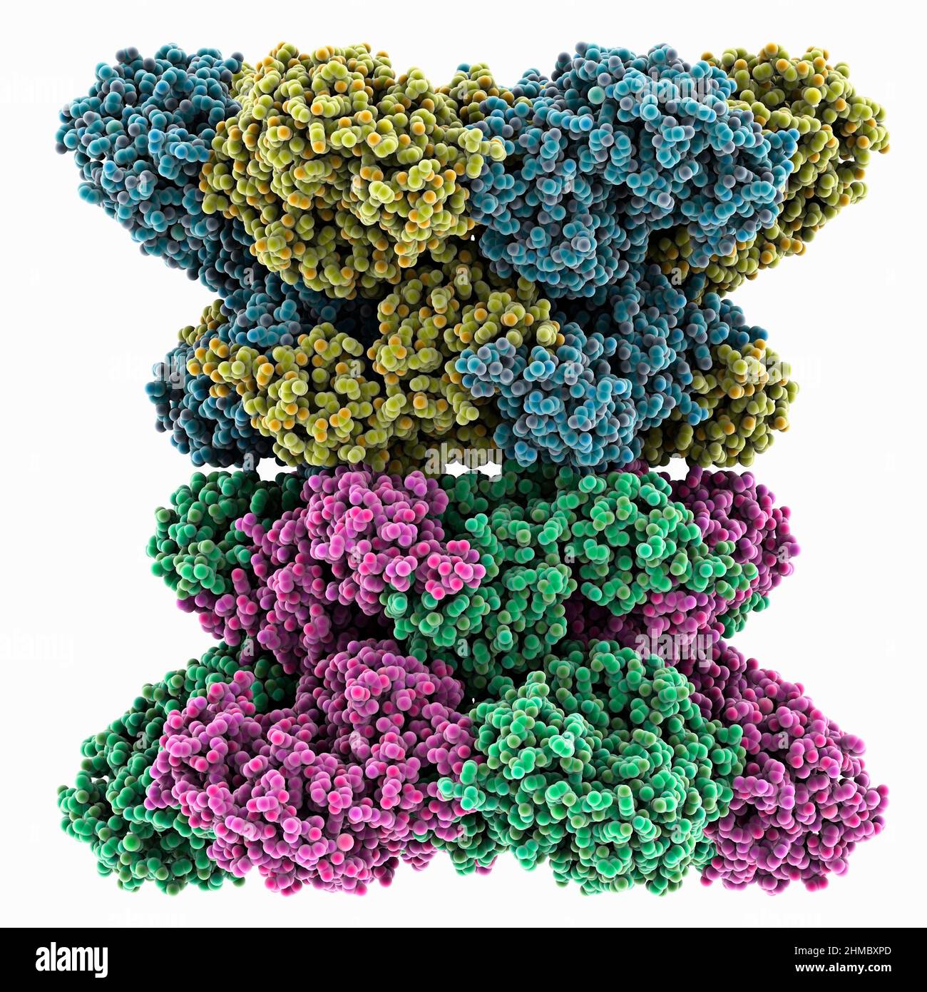 Human AAA ATPase p97, molecular model Stock Photo - Alamy