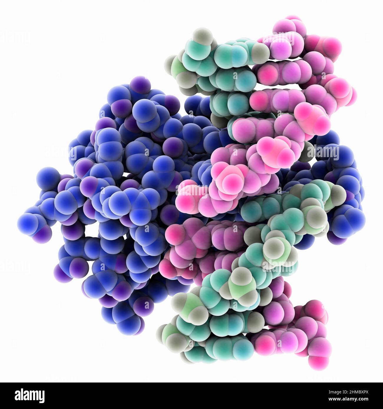 Human MBD2 complexed with DNA, molecular model Stock Photo - Alamy