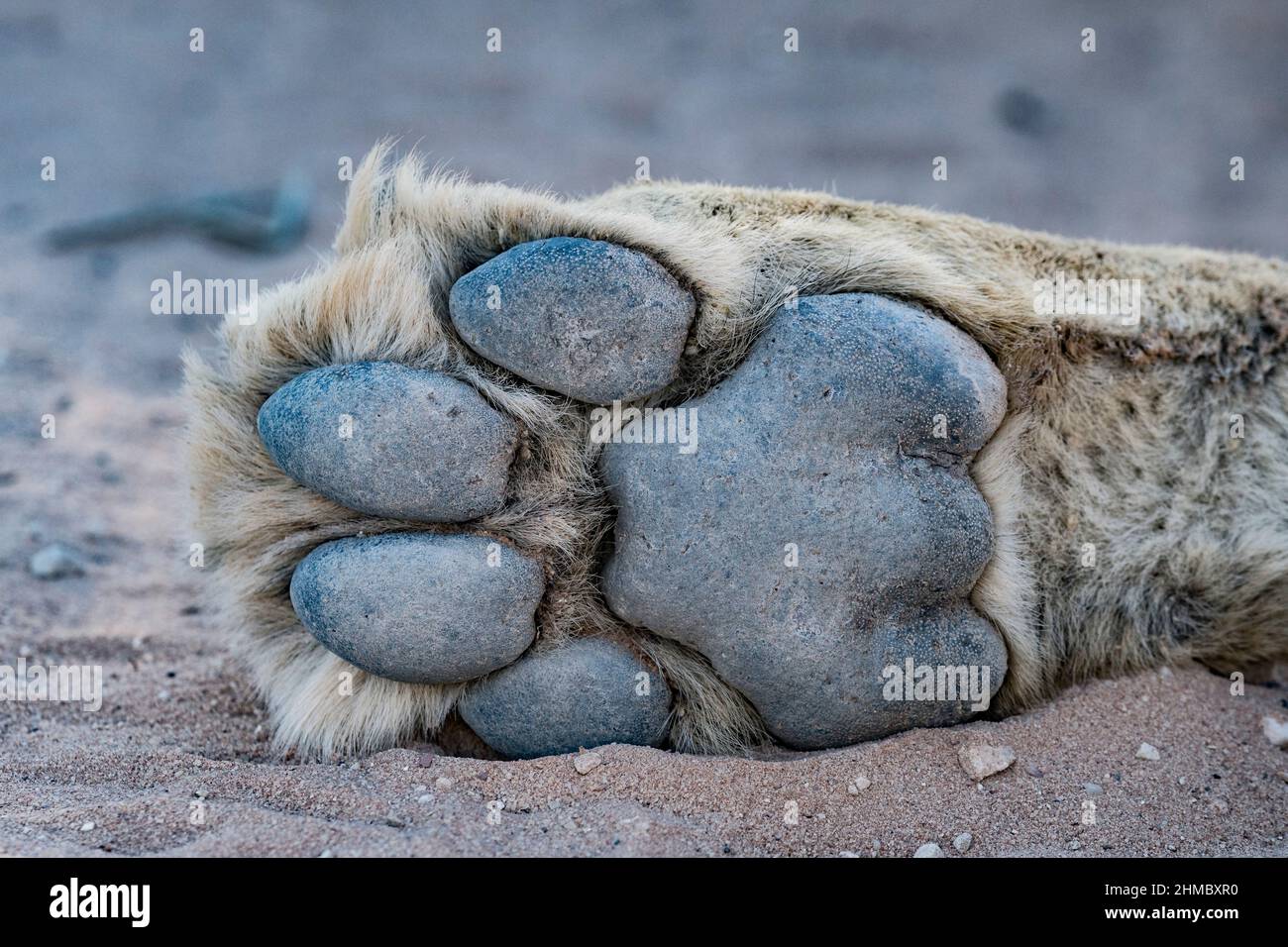 African lion's rear paw Stock Photo - Alamy