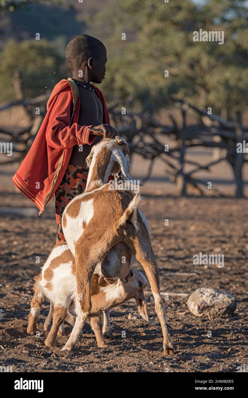 Himba boy tending goats Stock Photo - Alamy
