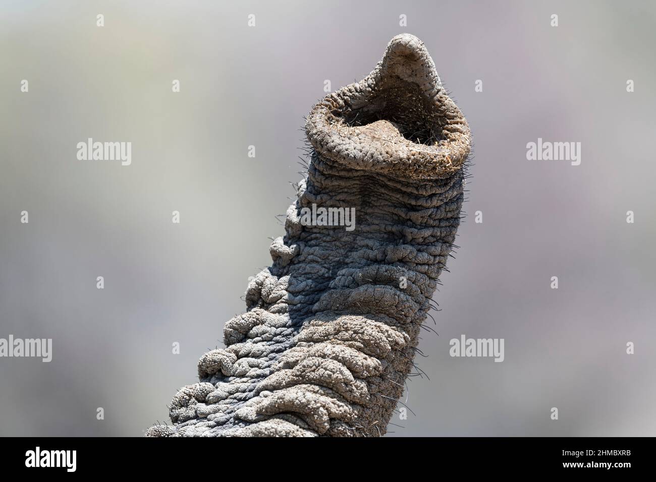 African elephant trunk Stock Photo - Alamy