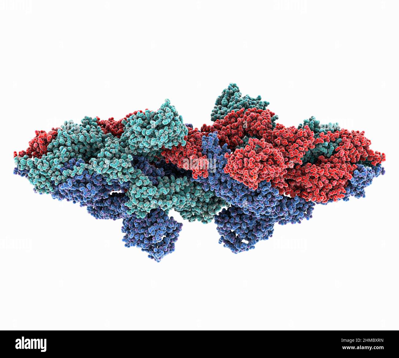 SARS-CoV-2 variant dimer of S trimer, molecular model Stock Photo - Alamy