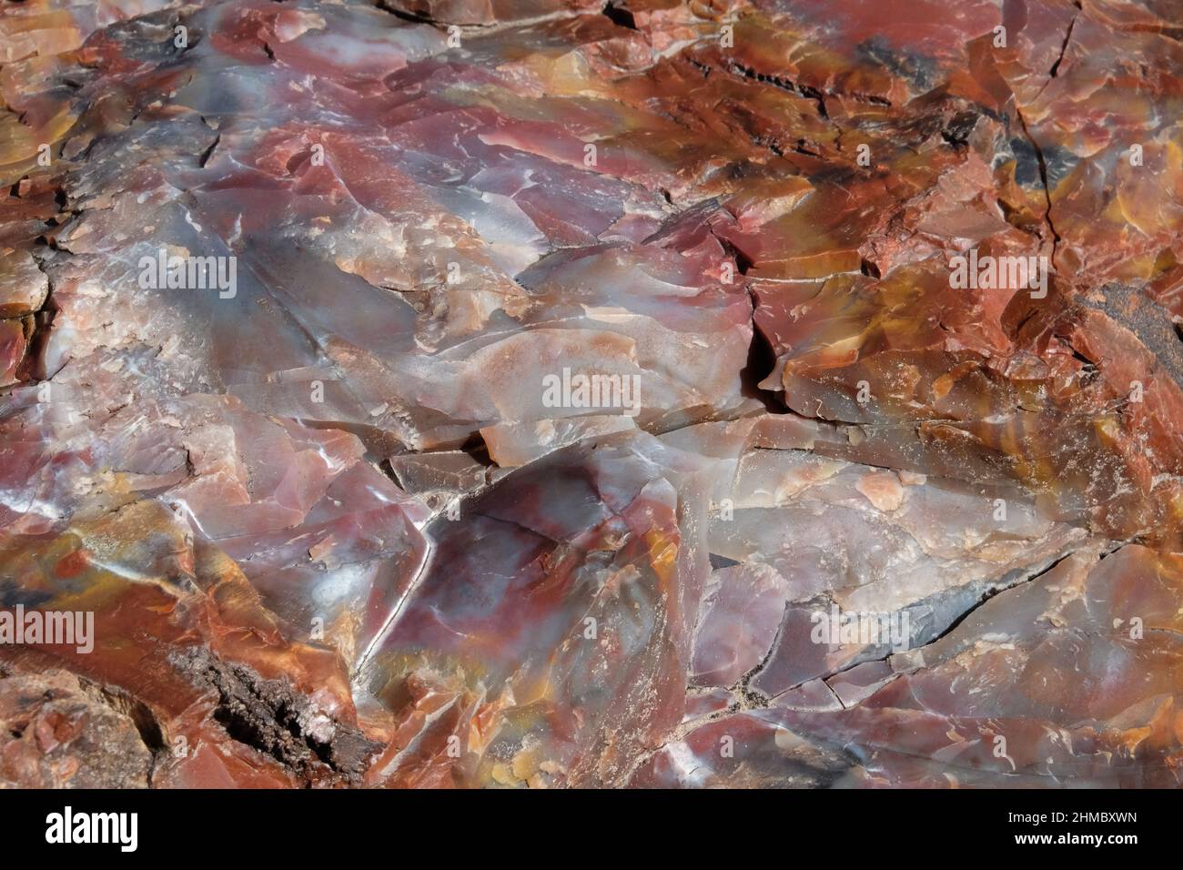 Petrified rock, many colors Stock Photo - Alamy