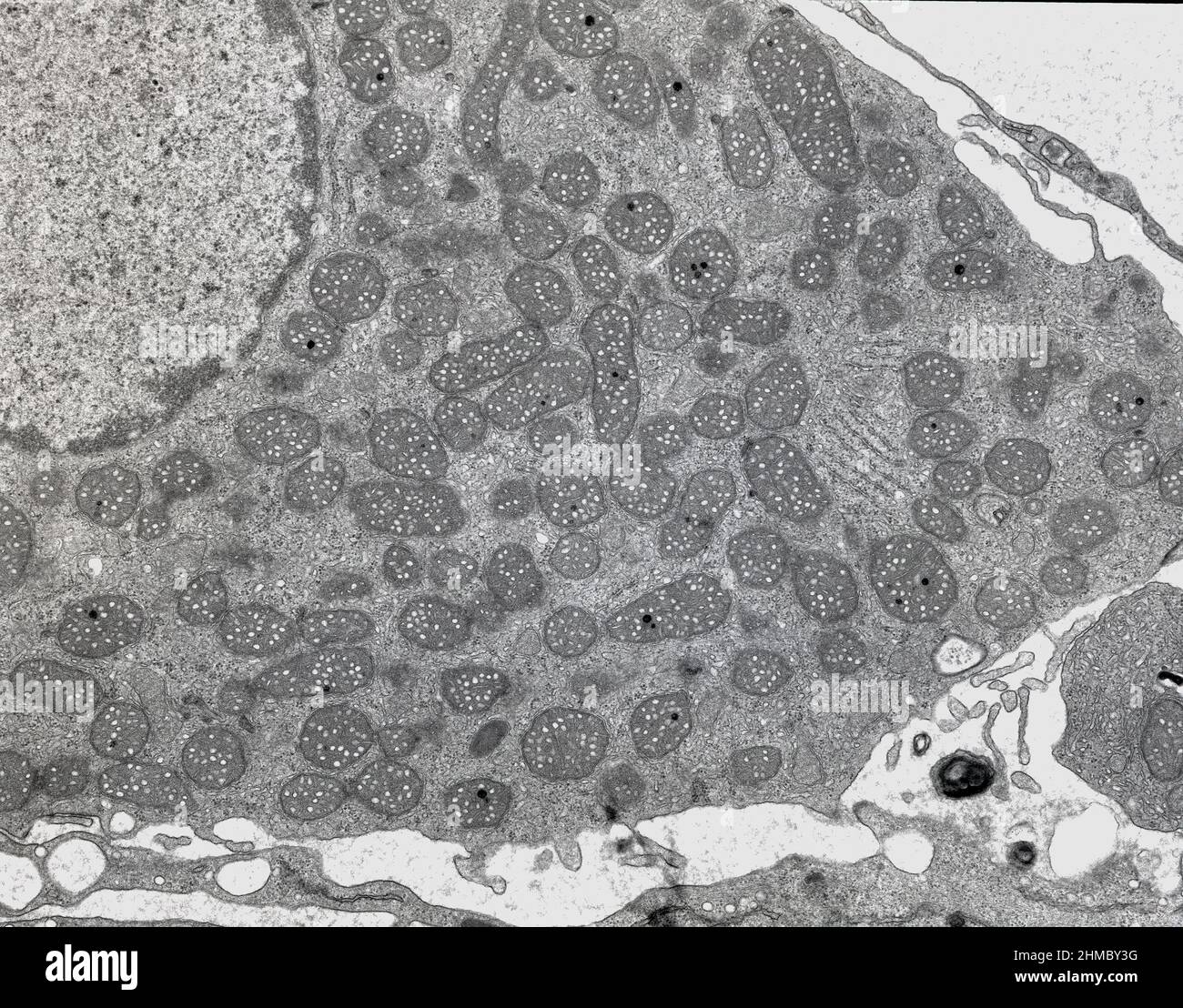 Adrenal cortex, TEM Stock Photo - Alamy