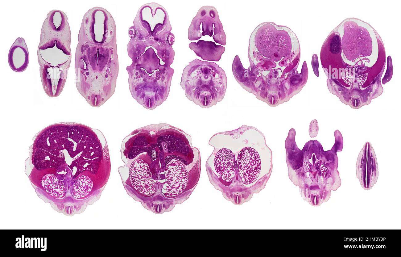 Pig Embryo development, LM Stock Photo - Alamy