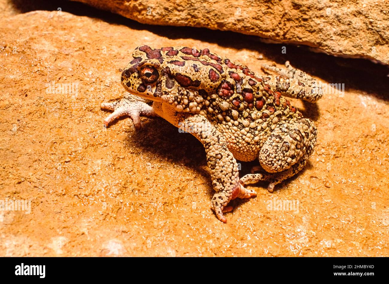 Female Berber toad Stock Photo - Alamy