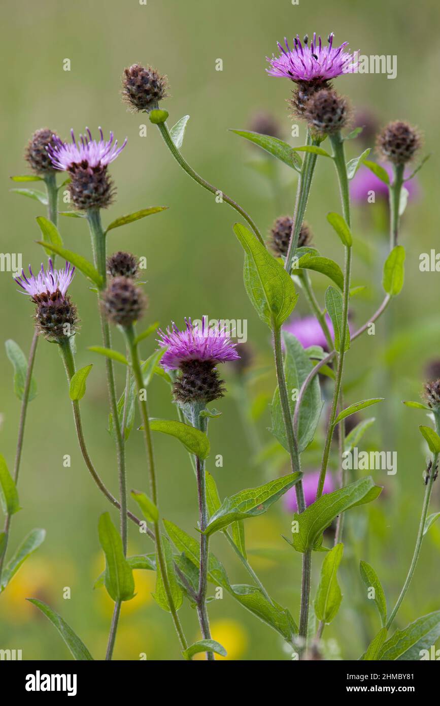 Black knapweed (Centaurea nigra Stock Photo - Alamy