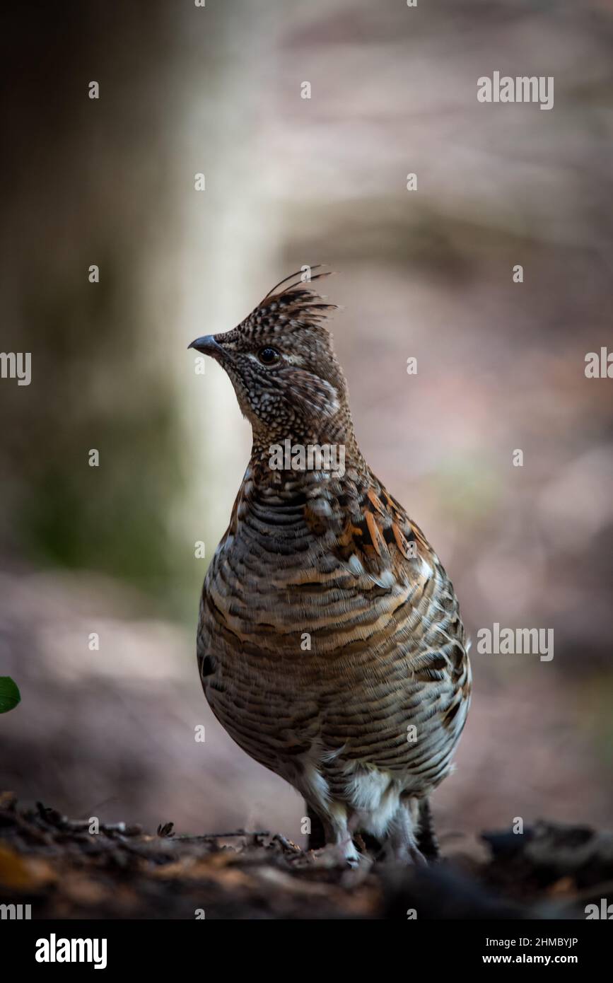 A ruffed grouse in Quebec city, Quebec, Canada Stock Photo - Alamy