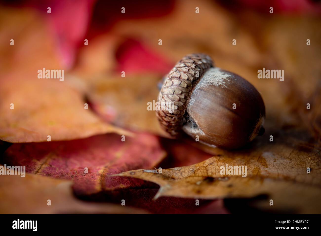 Fallen autumn leaves acorn hi-res stock photography and images - Alamy
