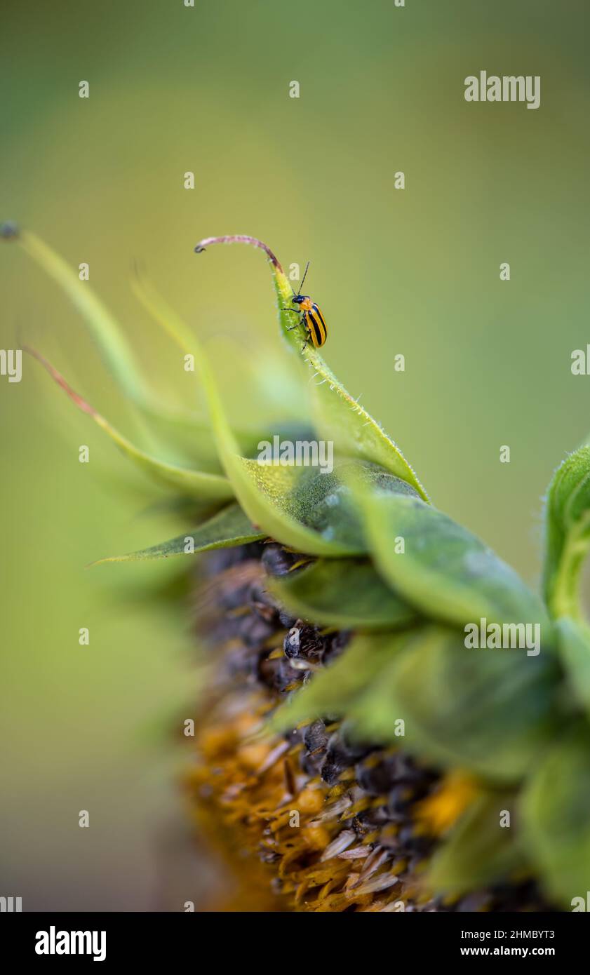 Fall sunflower hi-res stock photography and images - Alamy