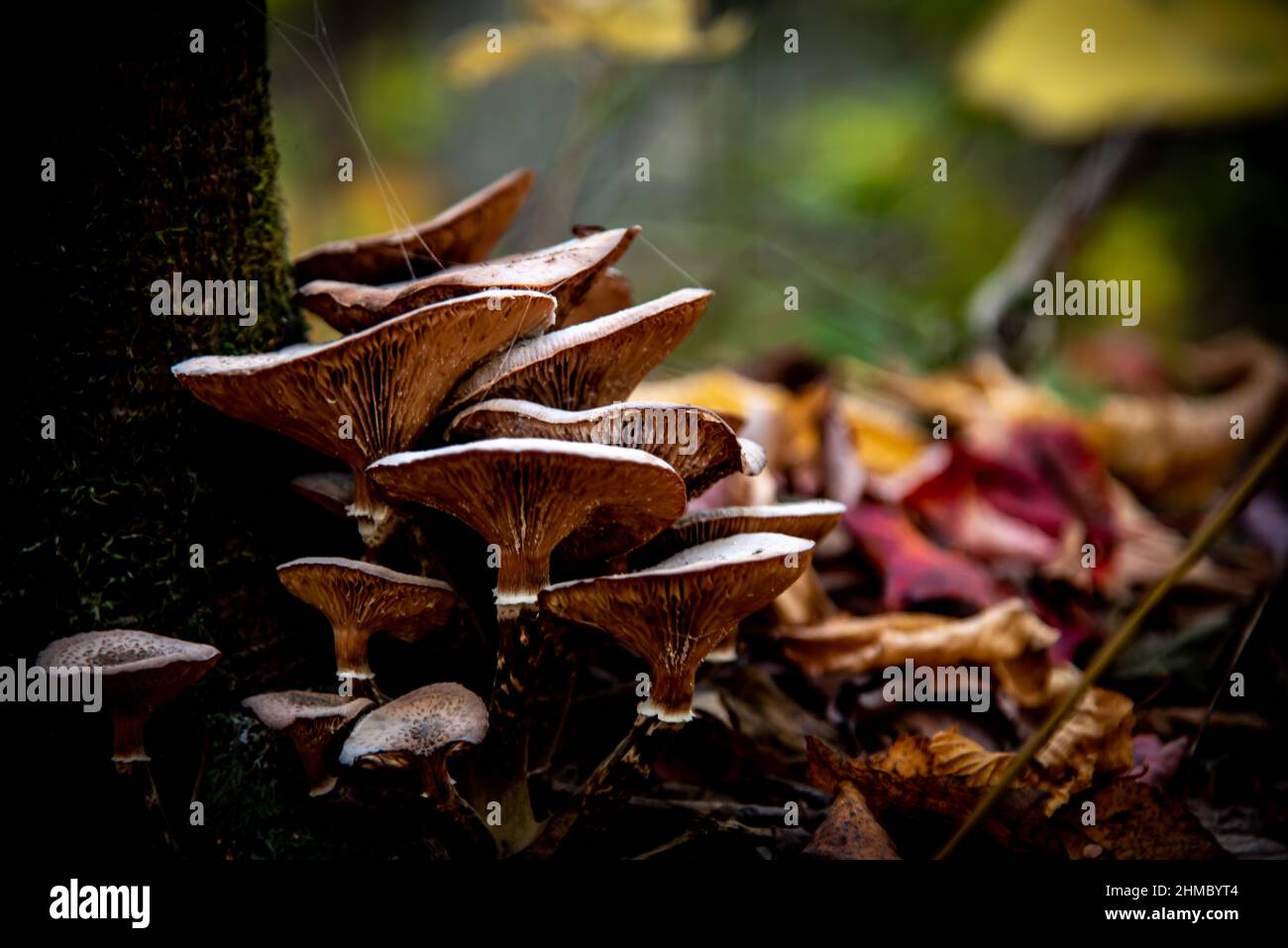 Some mushrooms at the roots of an old tree Stock Photo - Alamy