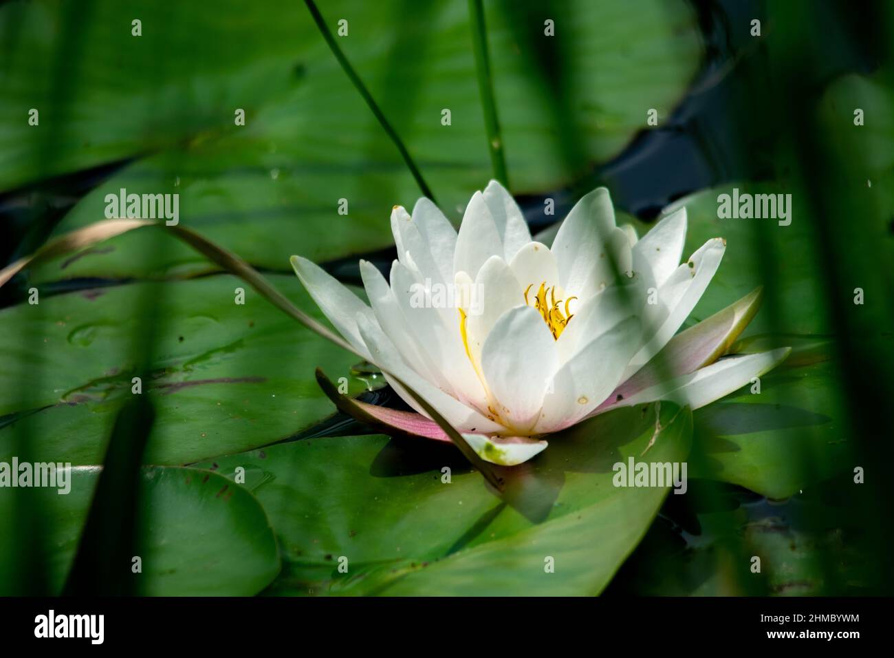 A water lily in a swamp, Domaine des Maizerets, Quebec City Stock Photo ...