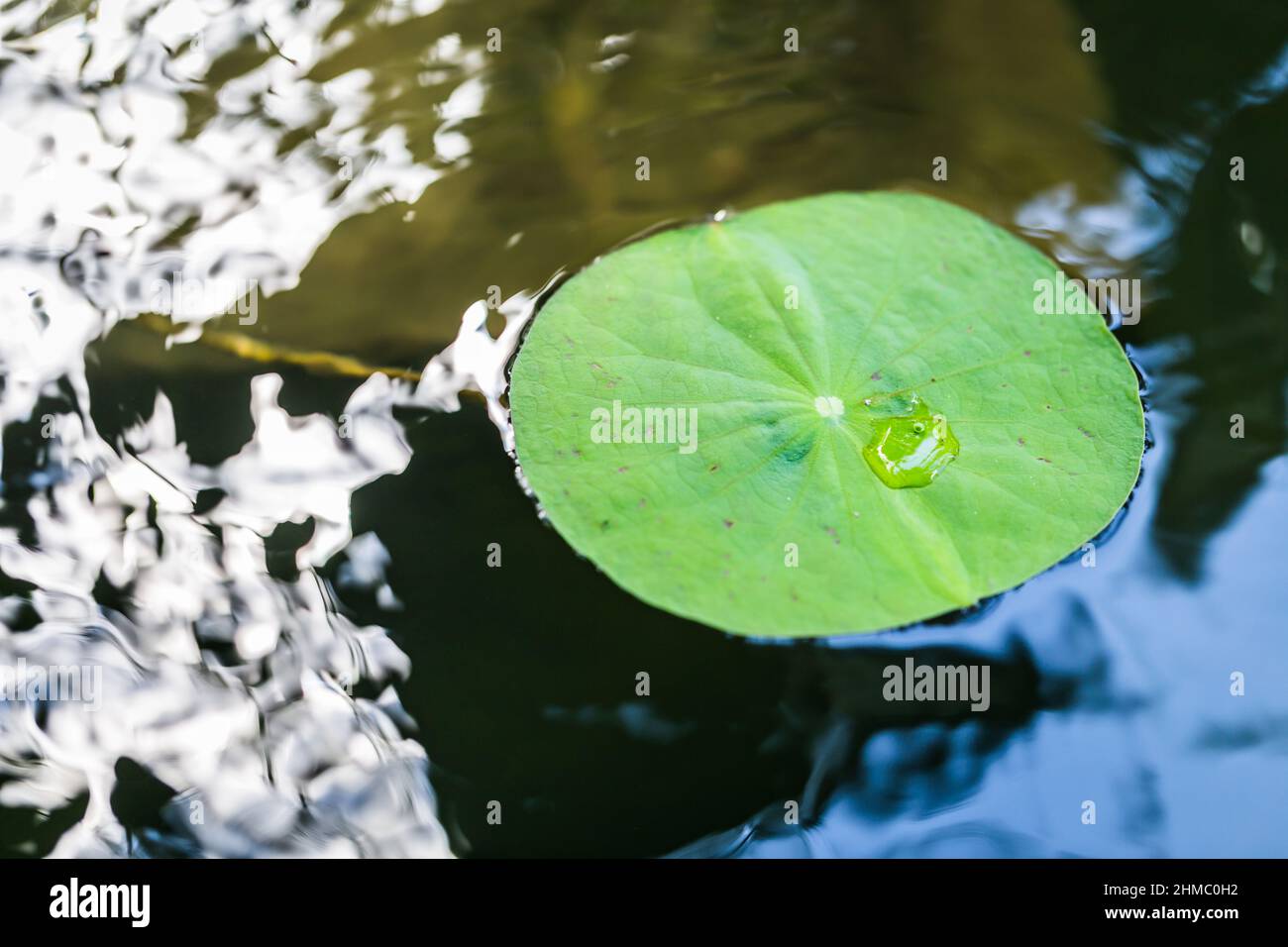 Lotus leaf lotus beads hi-res stock photography and images - Alamy