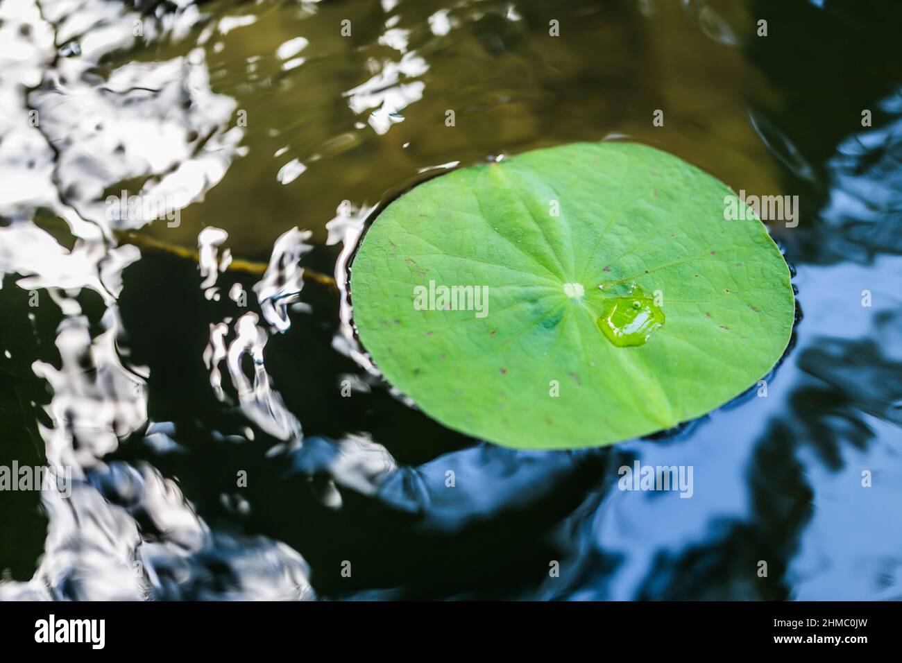 Lotus leaf with water drops background Stock Photo - Alamy