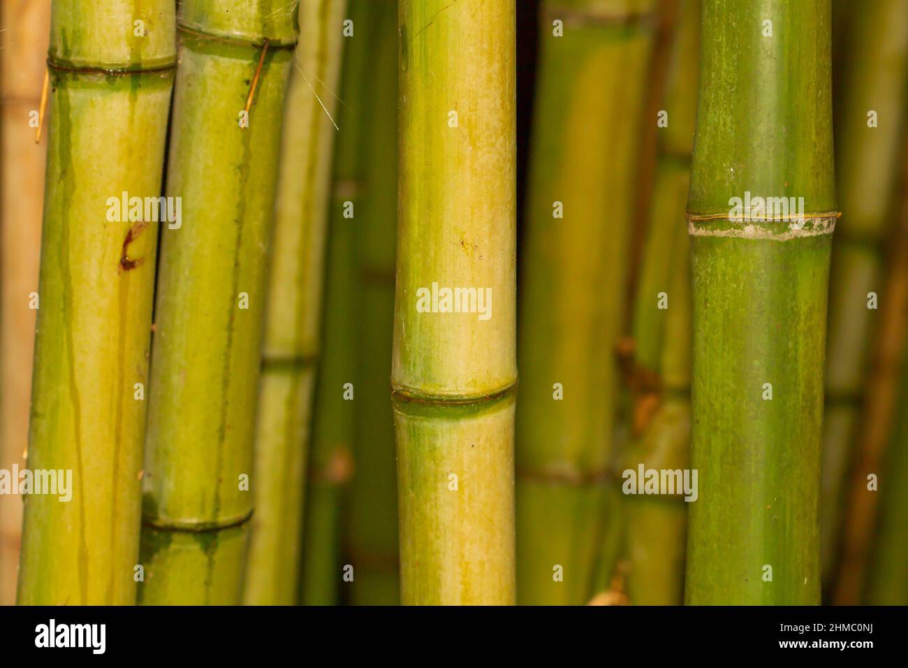 Close-up selective focus shot of green bamboo stalks in a Chinese Park ...