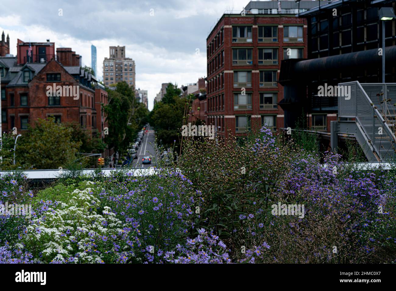 ‘Raydon's Favorite,’ the fragrant High Line plant has masses of purple ...