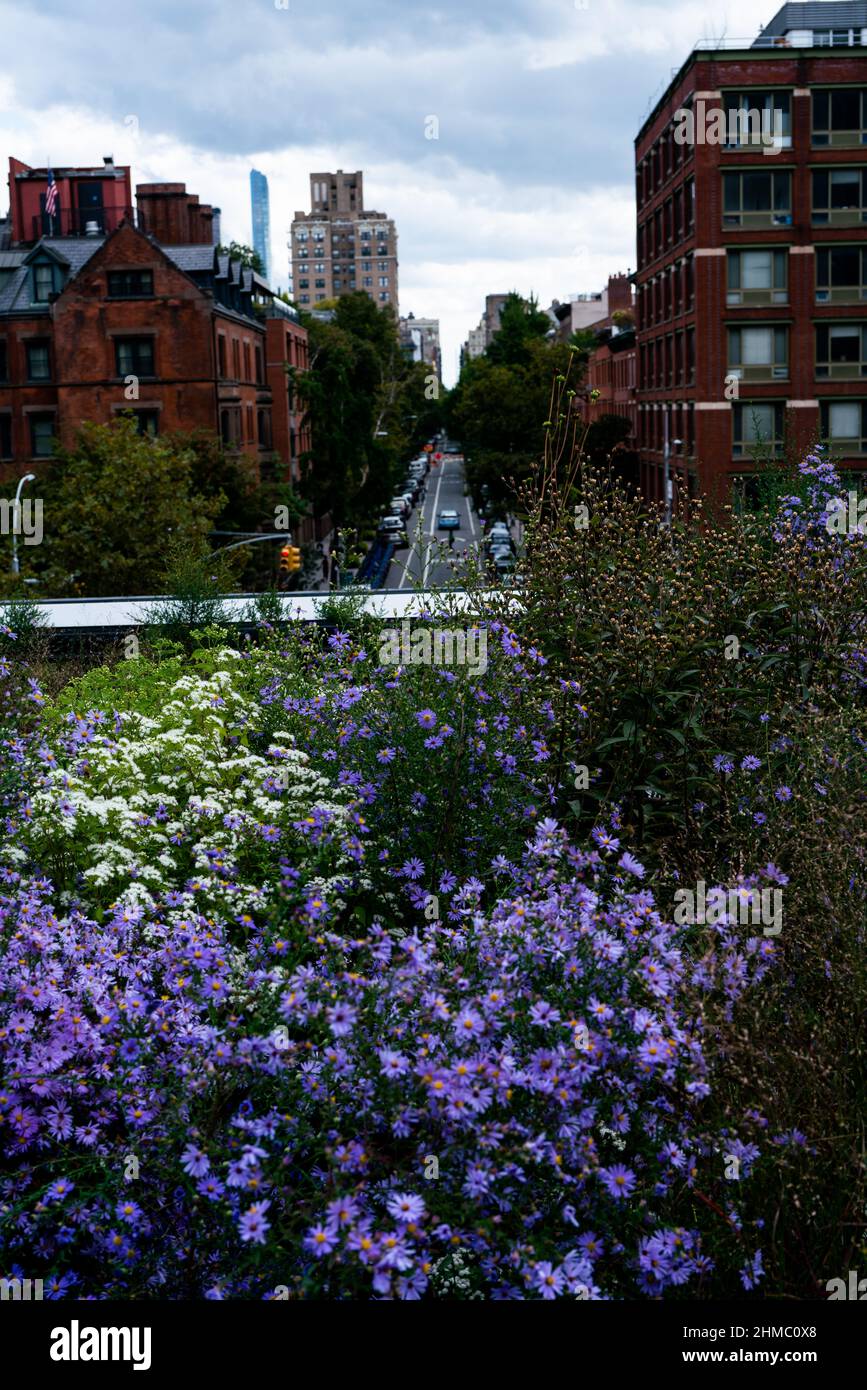 ‘Raydon's Favorite,’ the fragrant High Line plant has masses of purple ...