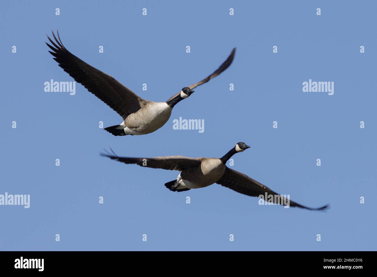 Two flying adults hi-res stock photography and images - Alamy