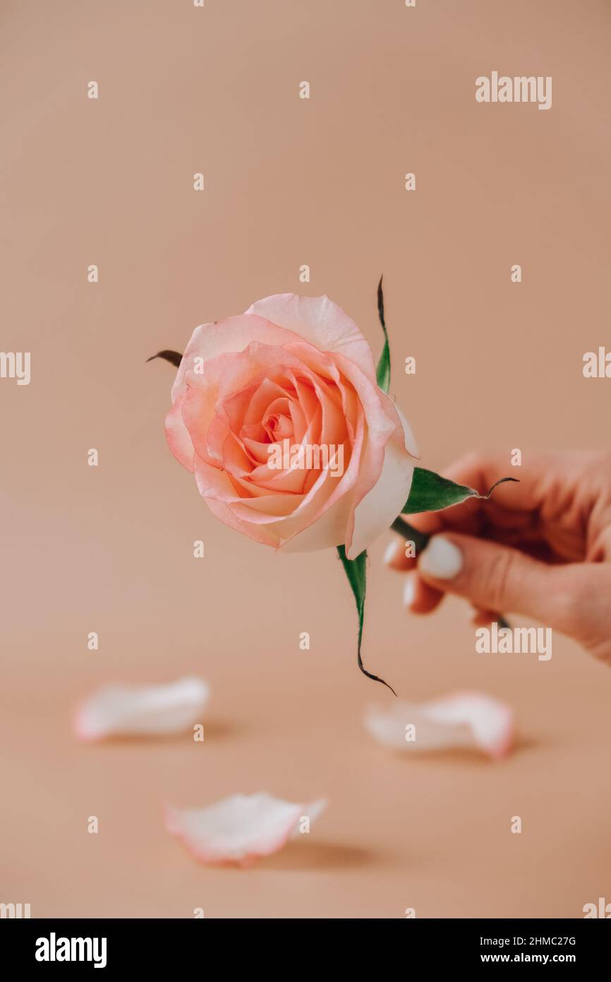 Female hand holding Delicate pink rose on beige background. Minimal ...