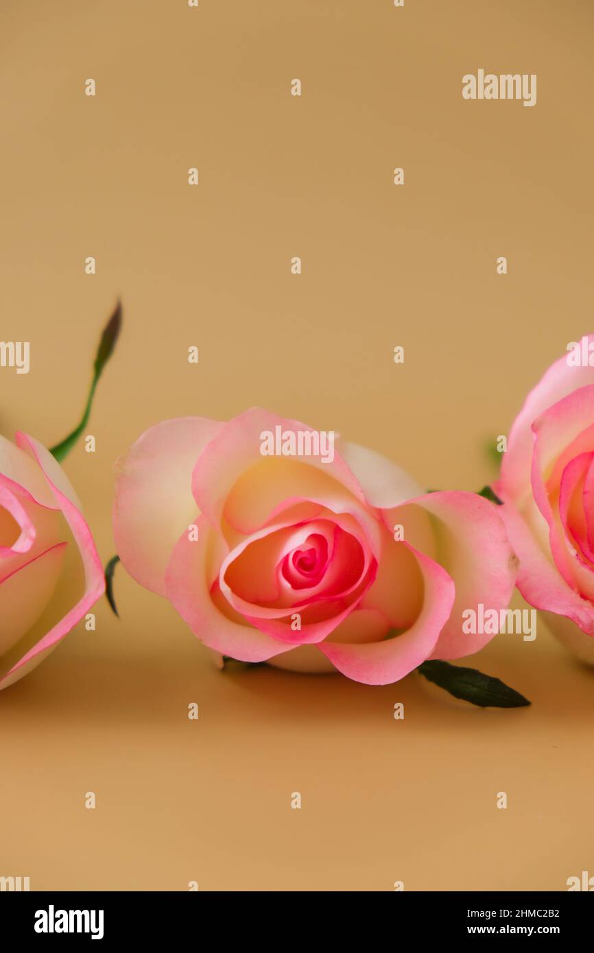 Delicate pink roses on beige background. Minimal trendy composition ...